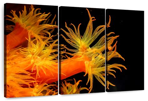 Elephant Stock Sun Polyps Wayfair