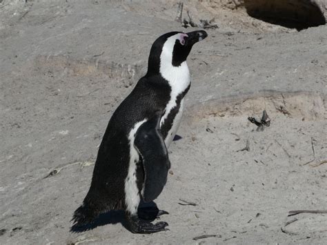 Worldwildlifeday 💚 Giulia Toscano