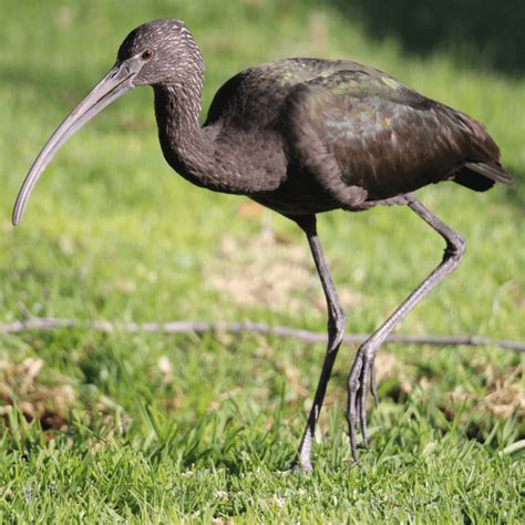 White Faced Ibis Treads Carefully On Grass Canon 650d With Tamron 100