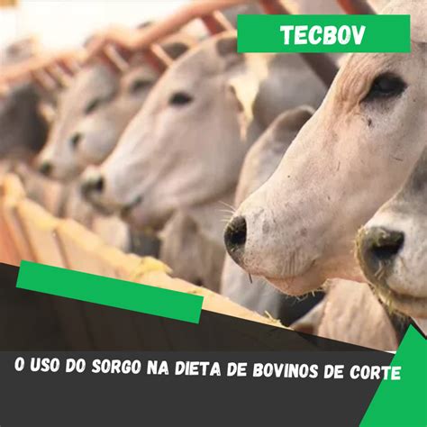 O Uso Do Sorgo Na Dieta De Bovinos De Corte Tecbov