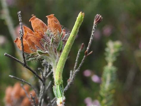 Small Grass Emerald Butterfly Conservation