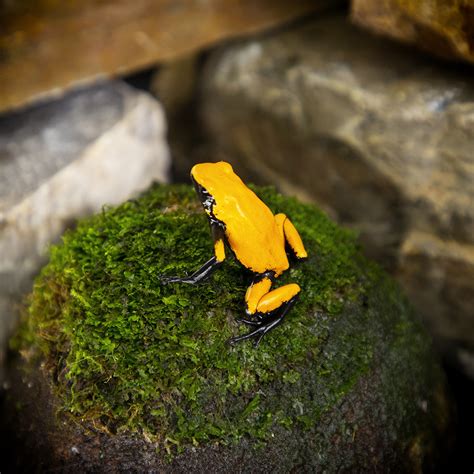 Adelphobates Galactonotus Orange Jungle Jewel Exotics