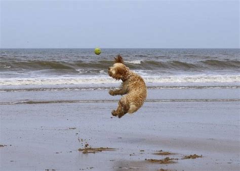 How High Can A Cockapoo Jump Cockapoo Hq