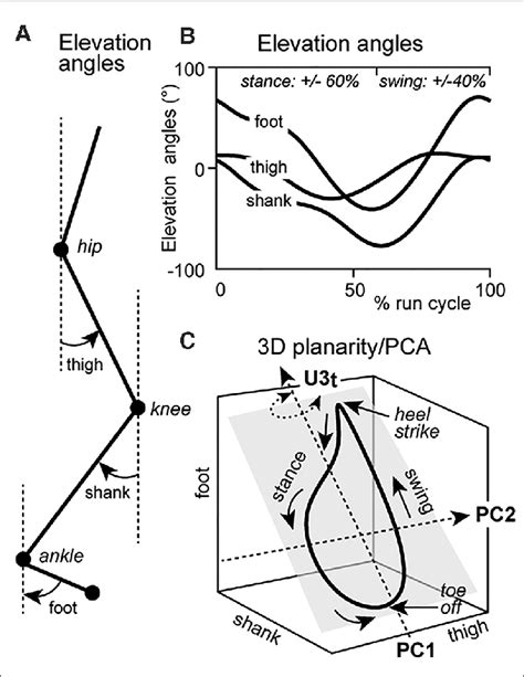 A Representation Of The Joint Angles Of The Thigh Shank And Foot