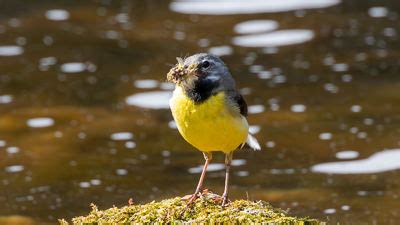 A Guide To British Wagtails Johnston And Jeff