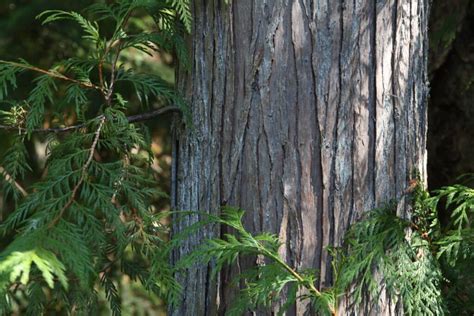 Western Red Cedar Tree Western Red Cedar Tree Essence Tree Frog Farm