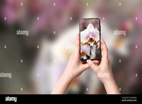 Plant Identifier Application Woman Taking Photo Of Flowers Outdoors