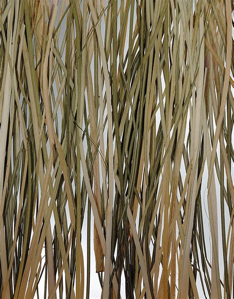 3form Interlayers Bear Grass Bear Grass