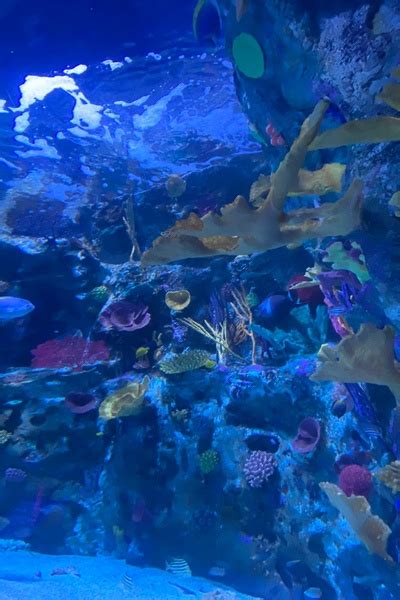 Passview Aquarium Royal Road