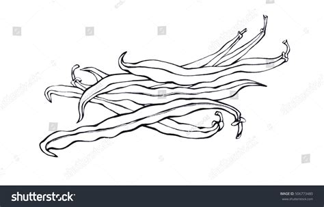 String Beans Clipart Black And White