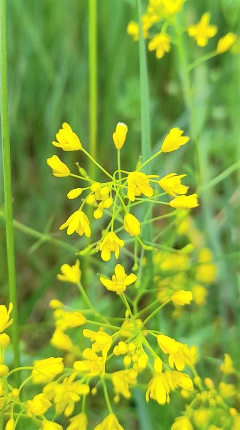 How To Grow Rorippa Pyrenaica Earthone