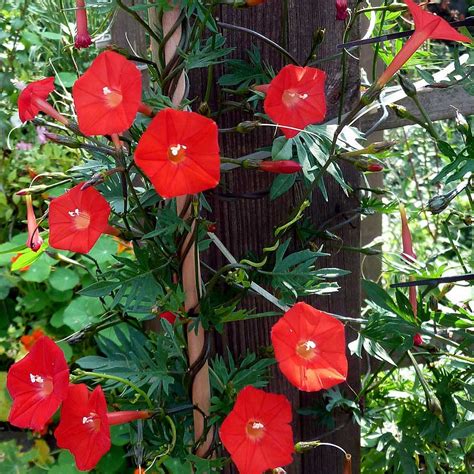 Seminte De Zorele Ipomoea Quamoclit Cardinal Climber