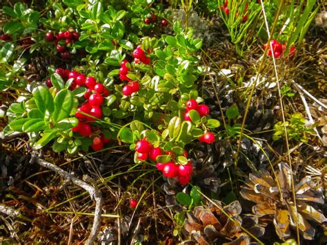 Grow Cranberries In Australia At David Sells Blog
