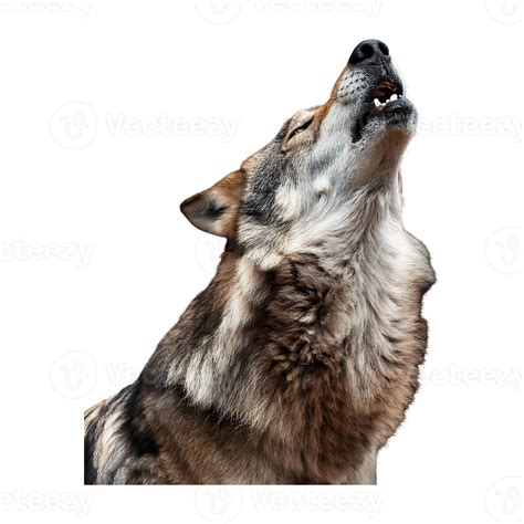 A Wolfs Howl Echoes Through The Ages 48939780 Png