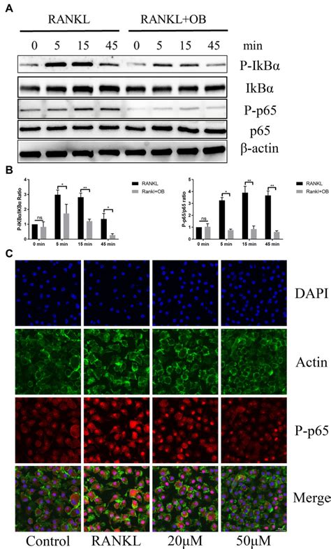 Oroxin B Attenuates Ovariectomy Induced Bone Loss By Suppressing