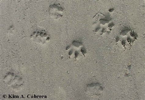 Bobcat Vs Mountain Lion Tracks