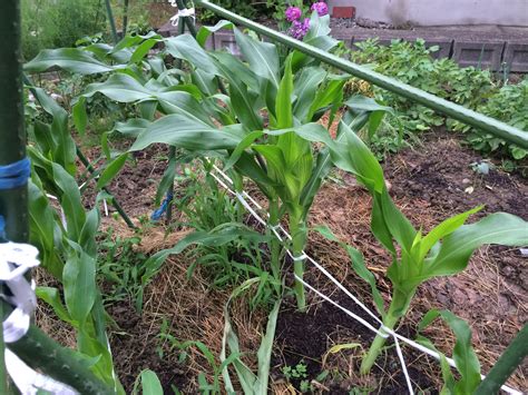 Toumorokoshi 201806 野菜食う