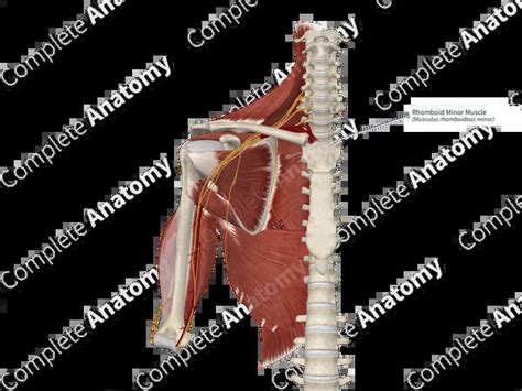 Rhomboid Minor Muscle Complete Anatomy