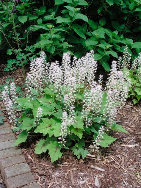 Tiarella Pirates Patch Foamflower Garden Center Marketing