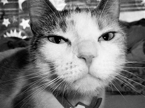 Scarface The Kitty By Chelseamaries On Deviantart