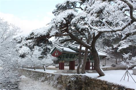 스크랩 양산 통도사의 아름다운겨울설경