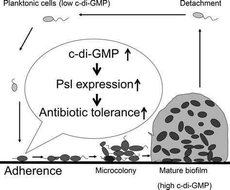 Role Of Psl Genes In Antibiotic Tolerance Of Adherent Pseudomonas Aeruginosa Pmc