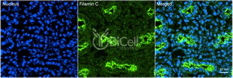 Filamin C Flnc Antibody Bicell Scientific®