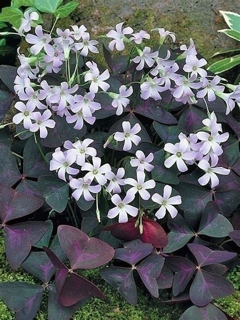 Buy Oxalis Triangularis Flower Bulbs Online Green Garden Flower Bulbs
