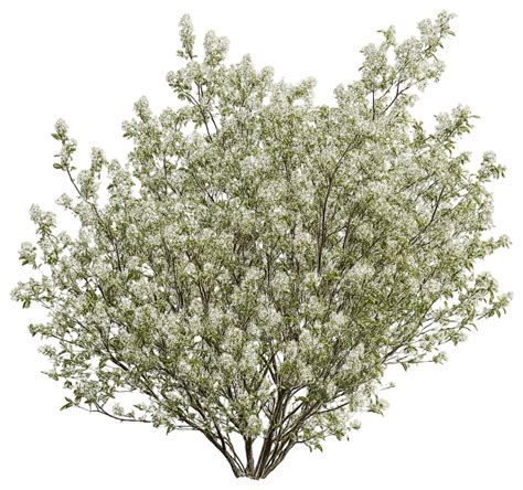 Saskatoon Serviceberry Shrub Regent Amelanchier Alnifolia Regent