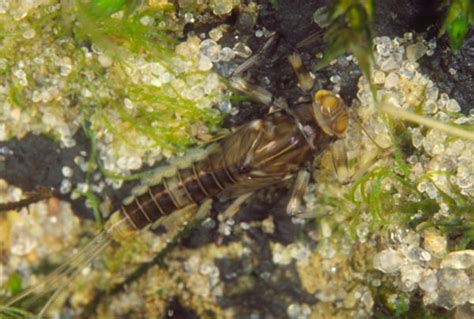 Insect Highlight Ephemeroptera Mayflies