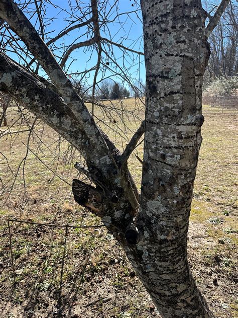 Pruning A Apple Tree General Fruit Growing Growing Fruit