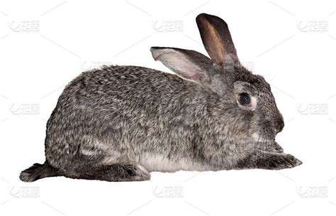 小灰兔孤立在白色上