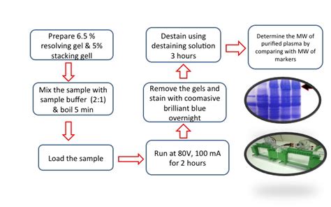 The Procedure Of Electrophoresis On Giant Grouper Vtg Download