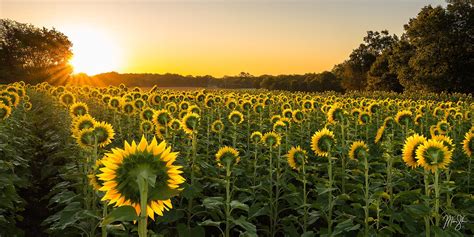 Sunflower Field Sunrise Beautiful Sunset Over Sunflower Field Stock