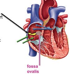 Heart Anatomy Flashcards Quizlet