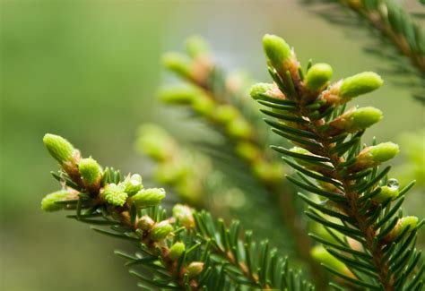 Eastern Hemlock Tree Images And Facts