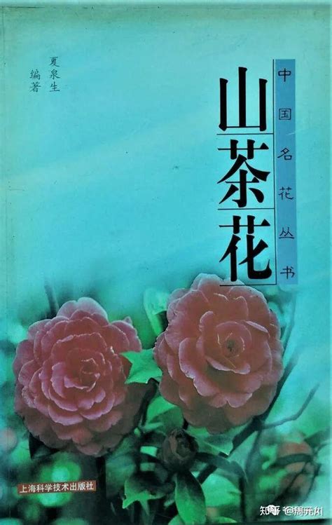 小杨和小美（小小说） 知乎