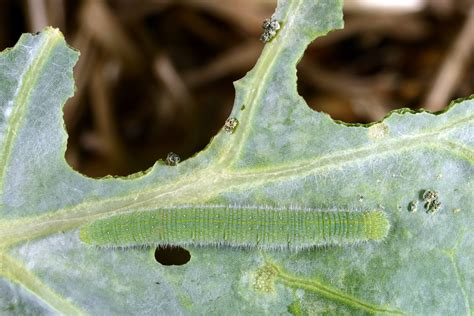 10 Ways To Get Rid Of Cabbage Worms From Your Garden Naturally
