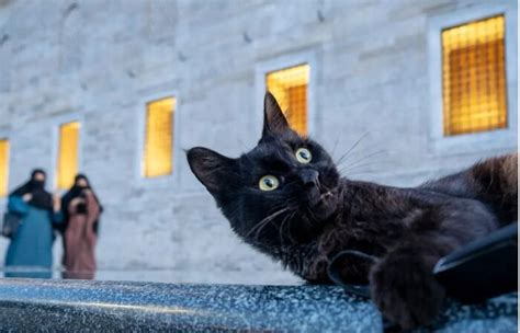 This Photographer Documents Street Cats And Here Are…