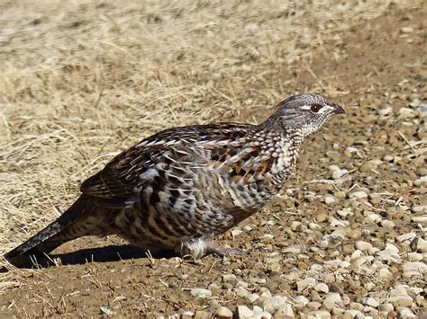 Female Ruffed Grouse