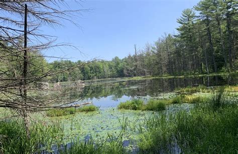 10 Best Trails And Hikes In Muskoka Lakes Alltrails