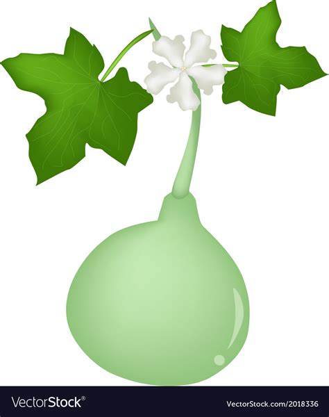 A Bottle Gourd Plant On White Background Vector Image