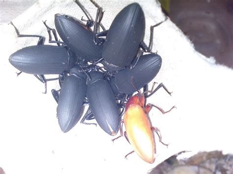 Vermicompost Superworm Beetle