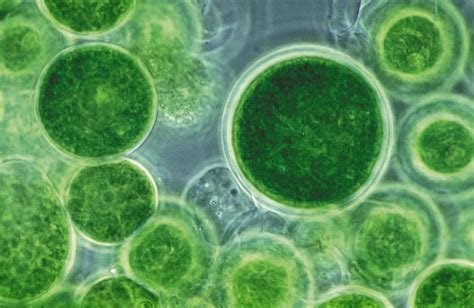 Micro Algae The Next Generation Of Green Superfoods For Thriving In