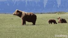 Mama Bear S Tenor