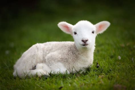 Cute Lamb Pictures