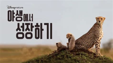 대륙의 판다 야야 시청 디즈니