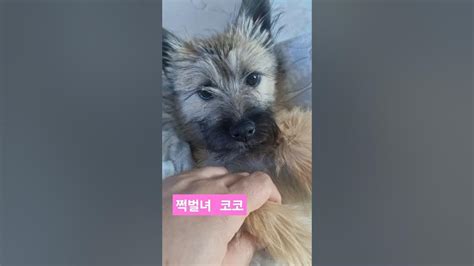 섹시한 쩍벌녀 코코쩍벌녀강아지 강아지일상 믹스견 Youtube