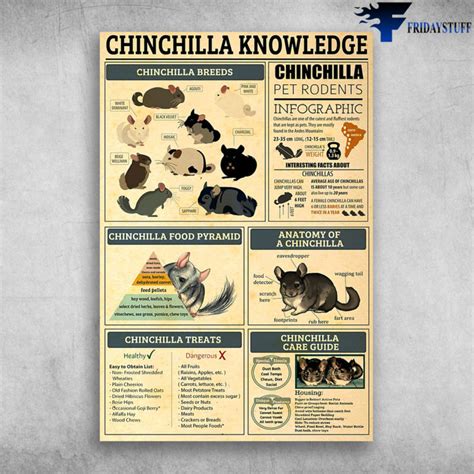 Chinchilla Knowledge Chinchilla Breeds Anatomy Of A Chinchilla Canvas
