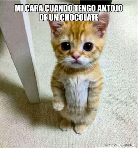 Mi Cara Cuando Tengo Antojo De Un Chocolate Cute Cat Standing Meme